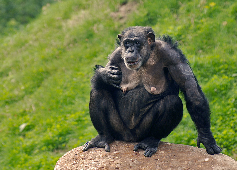 Schimpansen Mama Foto & Bild | tiere, zoo, wildpark & falknerei ...