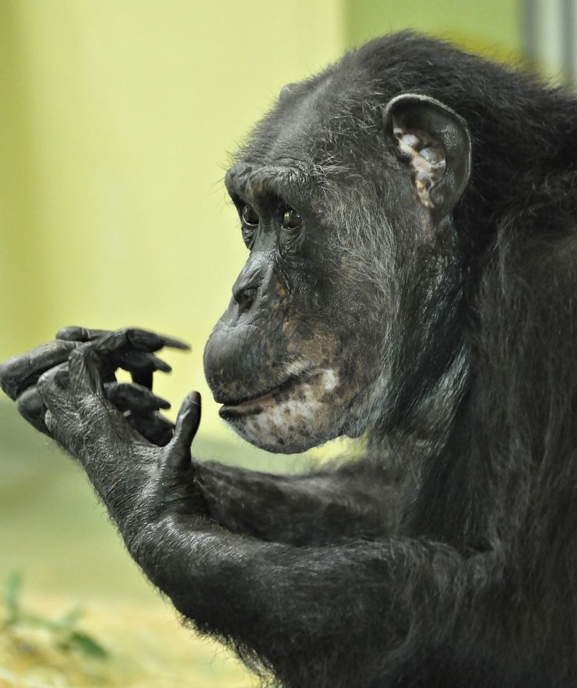 Schimpansen-Mimik Foto & Bild | tiere, zoo, wildpark & falknerei ...