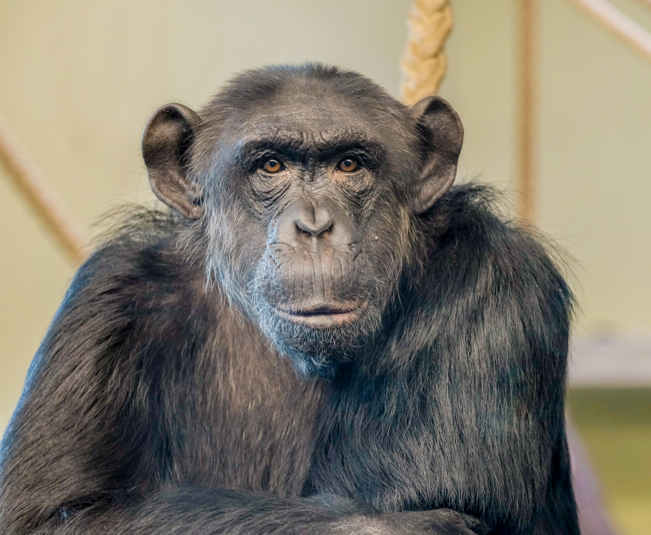Schimpansen Portait Foto & Bild | berlin, affen, zoo Bilder auf ...