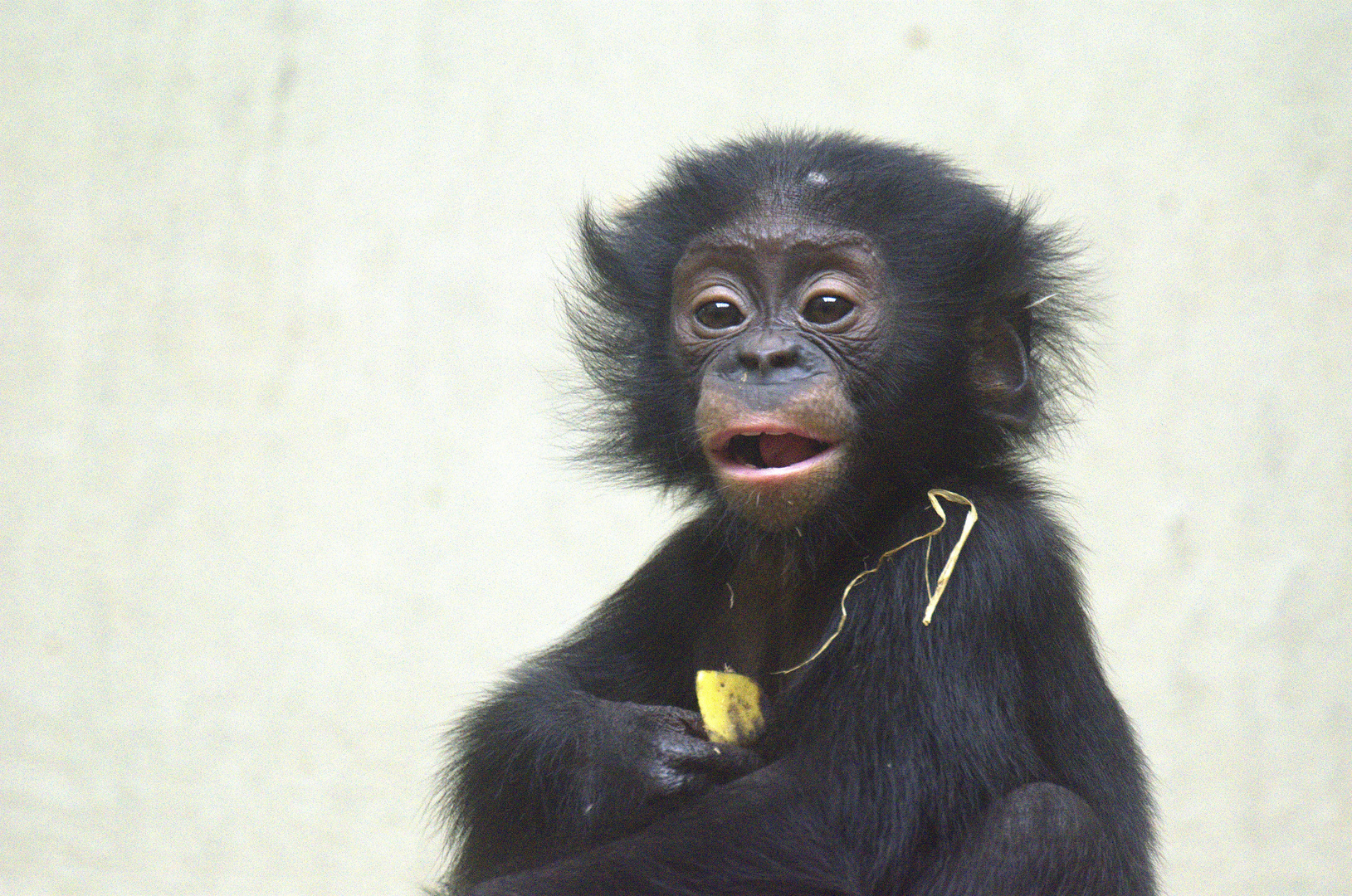 Schimpansenbaby Foto & Bild | tiere, zoo, wildpark & falknerei ...