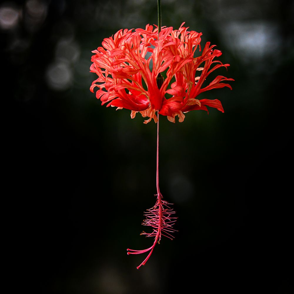 Schizo Foto & Bild | pflanzen, pilze & flechten, blüten ...