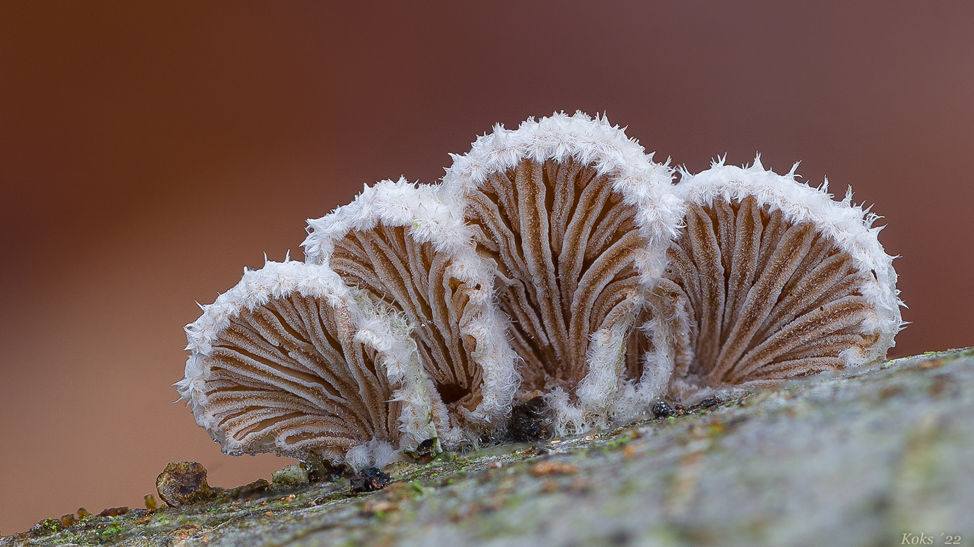 Schizophyllum commune Foto & Bild | wald, makro, winter Bilder auf ...