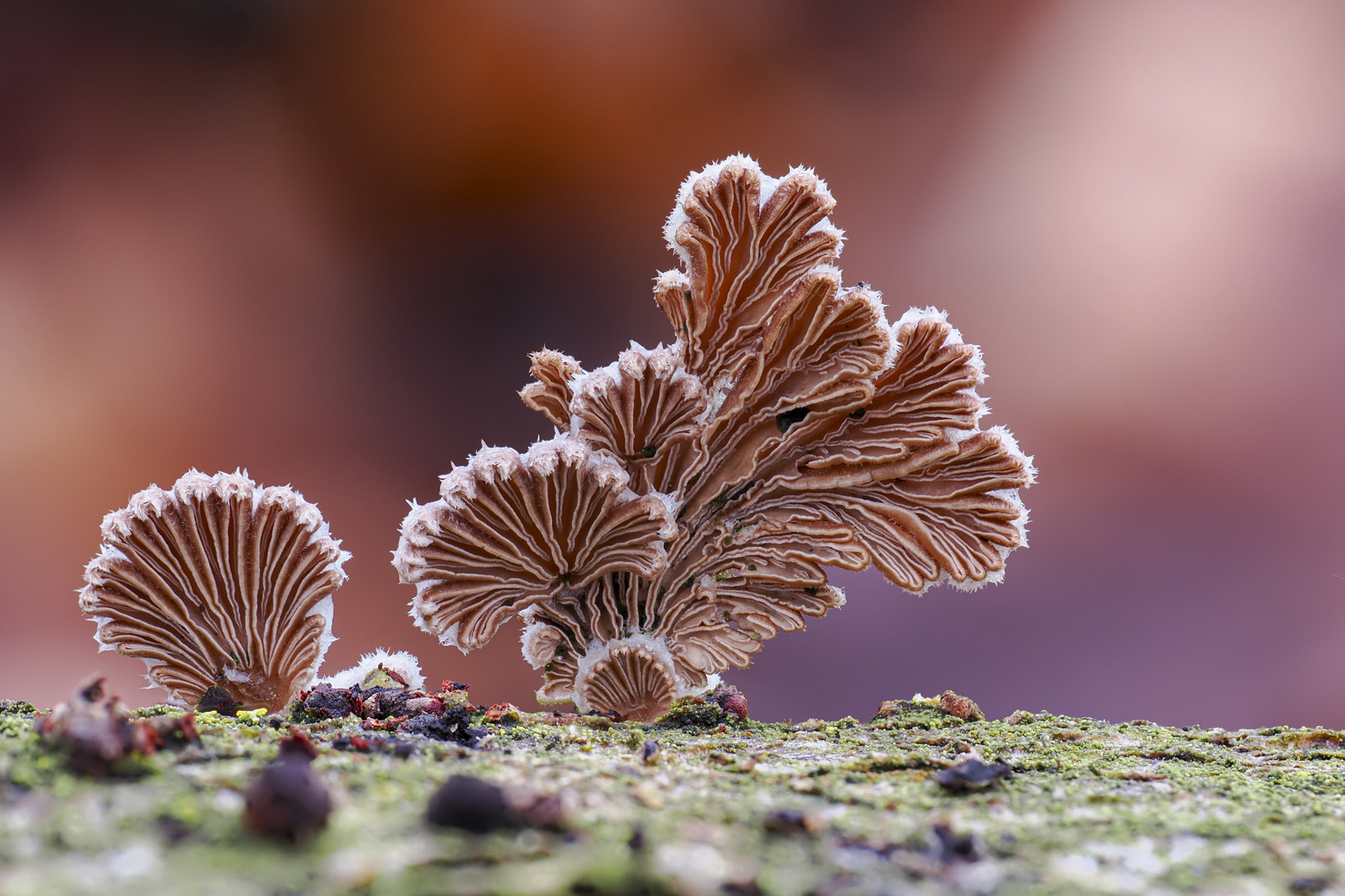 Schizophyllum commune Foto & Bild | pflanzen, pilze & flechten ...