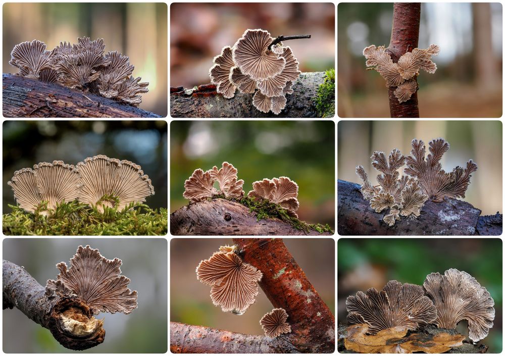 Schizophyllum Foto & Bild | pflanzen, pilze & flechten, landschaft, pilze & flechten Bilder auf ...