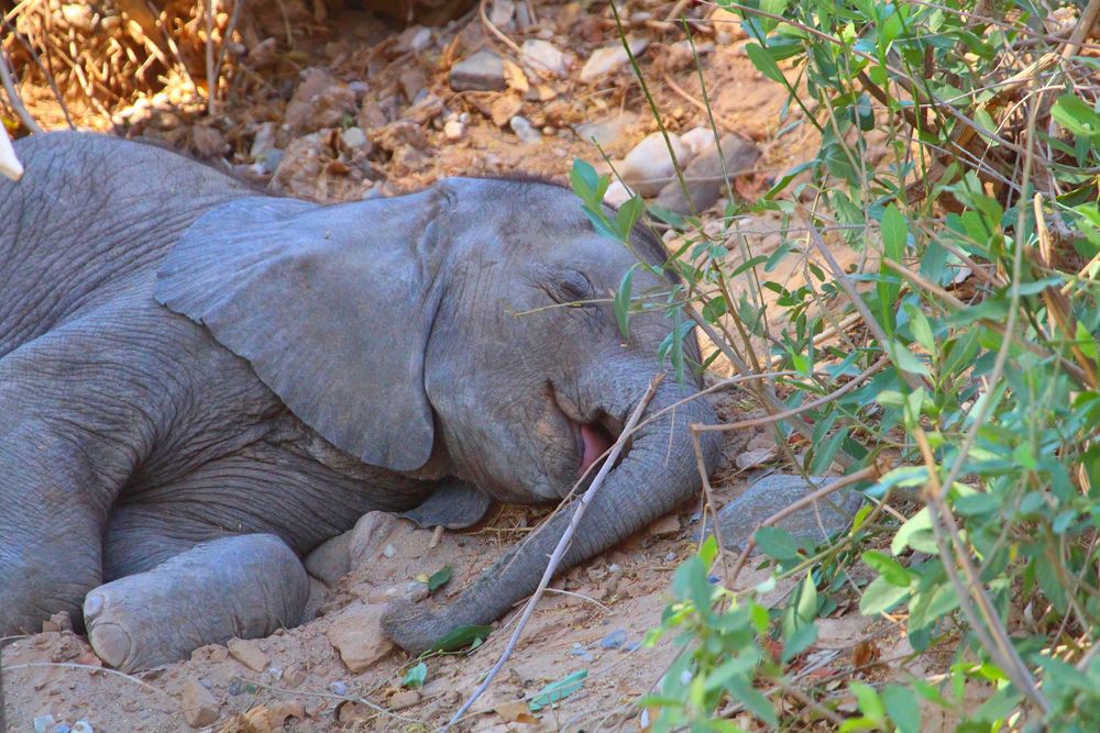 Schlaf mein Kindchen schlaf leis... Foto & Bild | africa, southern ...