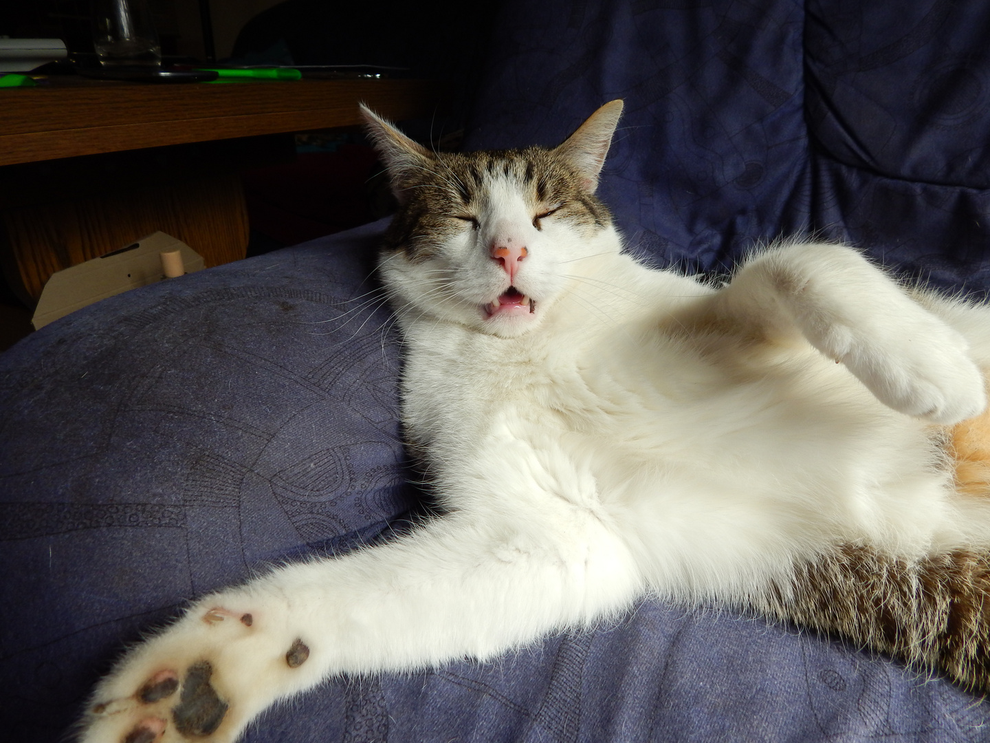 schlafende Katze Foto & Bild | tiere, haustiere, katzen Bilder auf ...