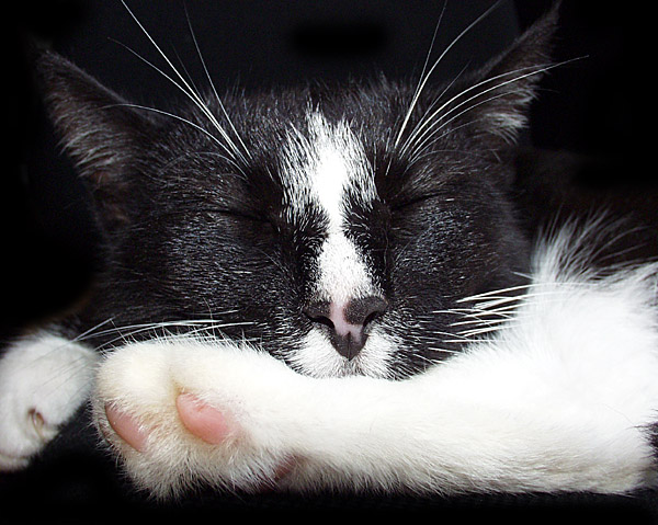 schlafende katze Foto & Bild | tiere, natur Bilder auf fotocommunity