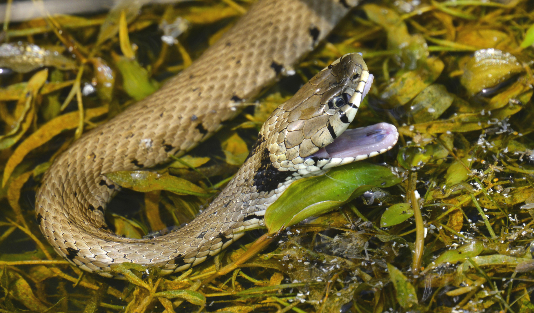 Schlange 1 Foto & Bild | tiere, wildlife, amphibien & reptilien Bilder ...