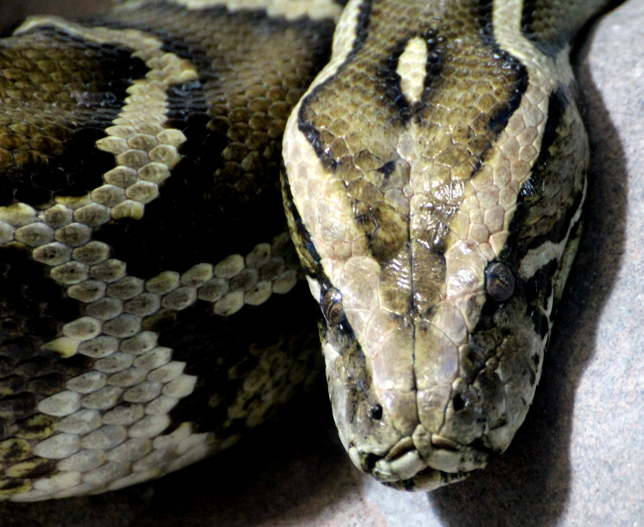 Schlange 2 Foto & Bild | tiere, wildlife, amphibien & reptilien Bilder ...