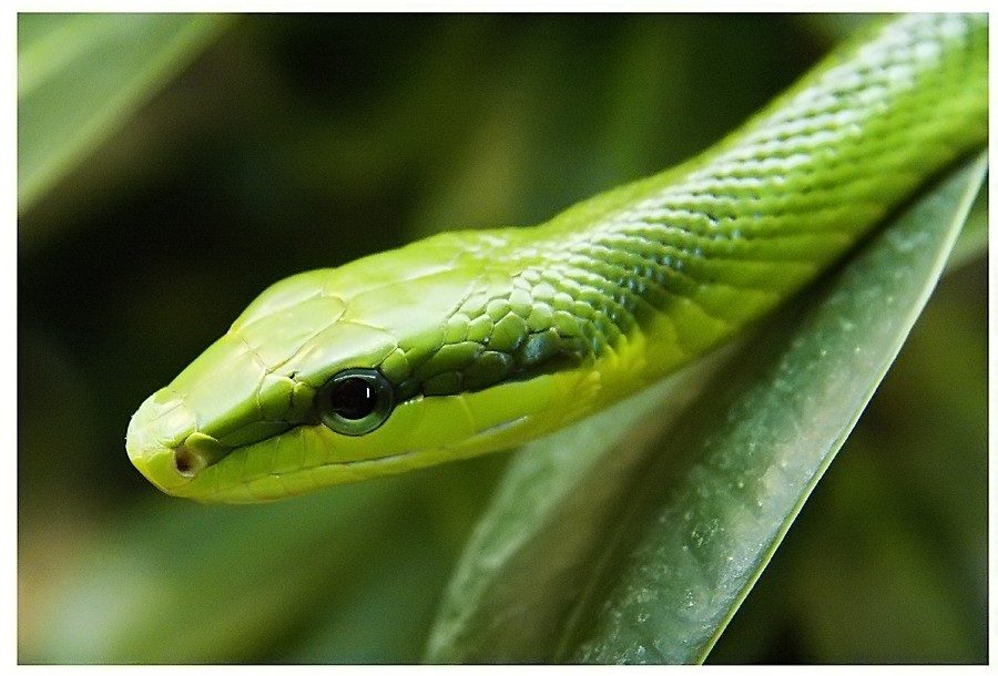 Schlange Foto & Bild | tiere, zoo, wildpark & falknerei, amphibien ...