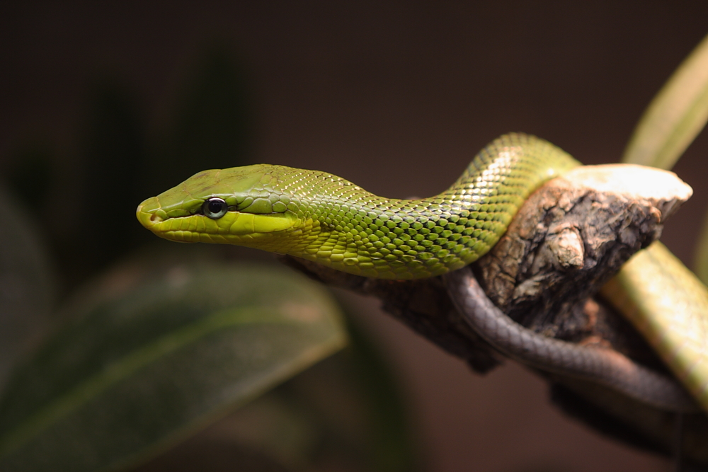 Schlange Foto & Bild | tiere, zoo, wildpark & falknerei, amphibien ...