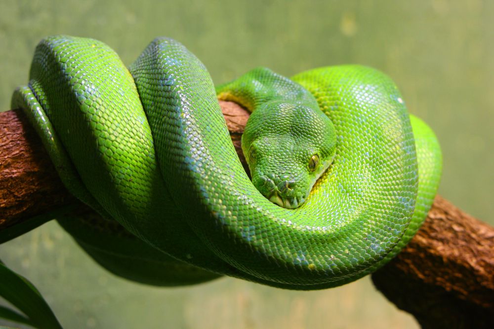 Schlange - heute ganz in grün Foto & Bild | tiere, zoo, wildpark ...