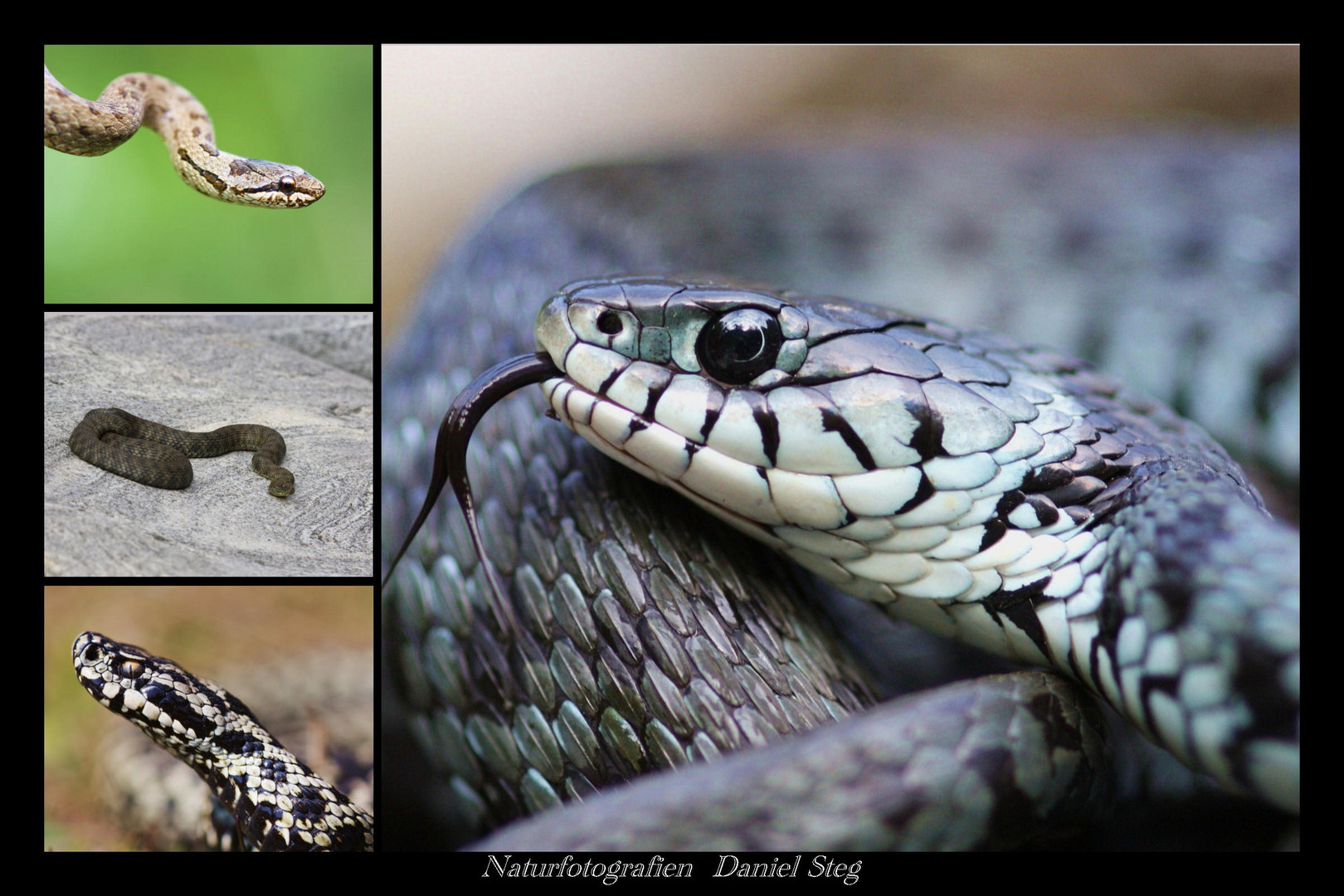 Schlangen der Schweiz Foto & Bild | tiere, wildlife, amphibien ...