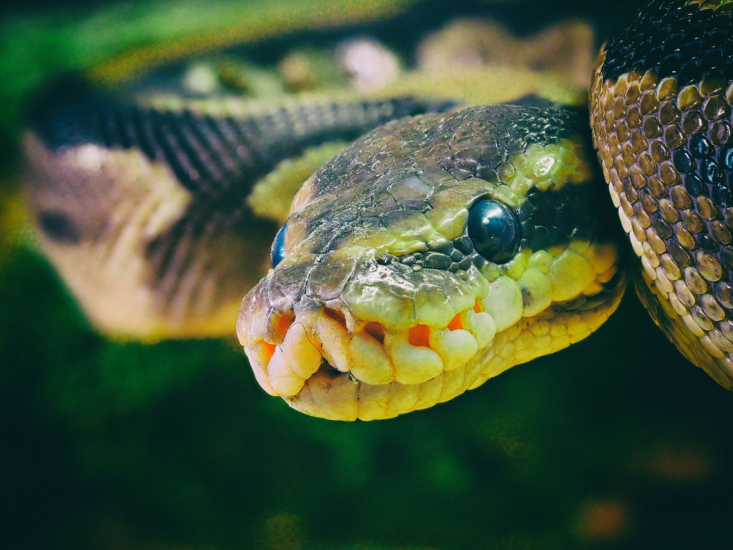 Schlangenportrait Foto & Bild | natur, zoo, tiere Bilder auf fotocommunity