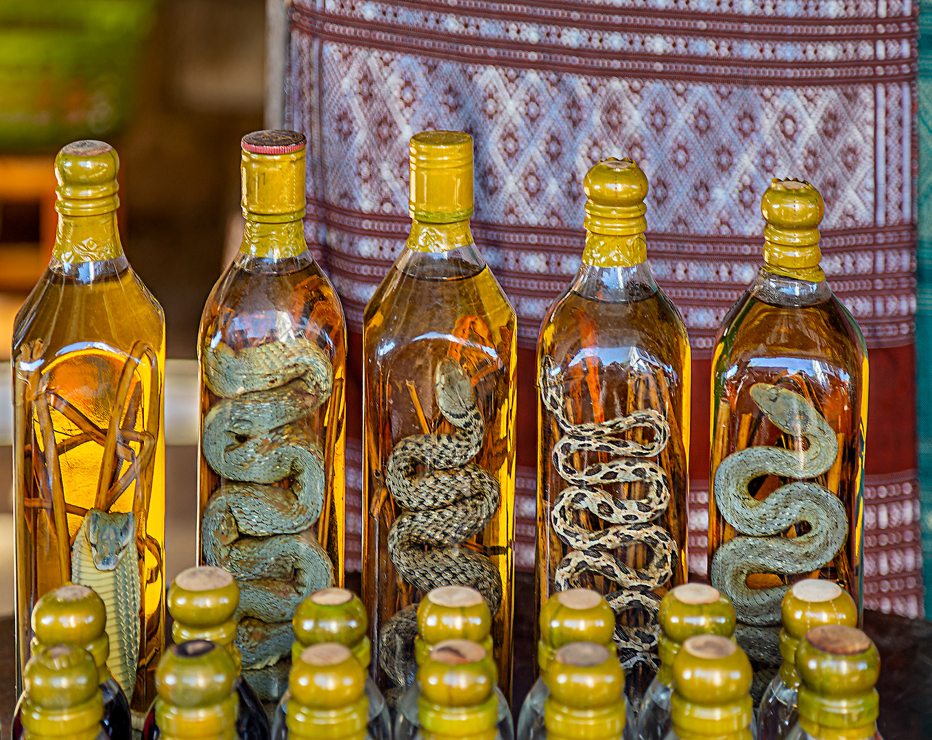 Schlangenschnaps #2 Foto & Bild | world, asien, natur Bilder auf fotocommunity