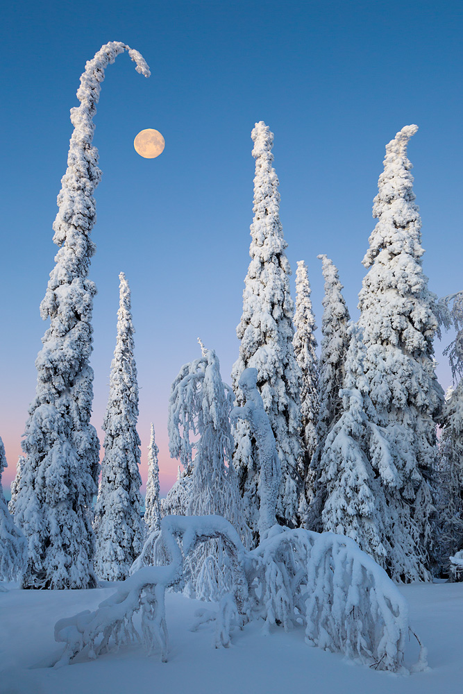 Schlanke Tanne Foto & Bild | europe, scandinavia, lappland sápmi Bilder ...