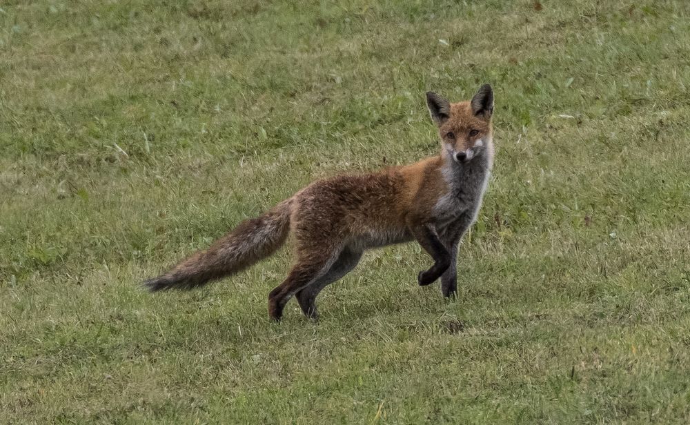 Schlauer Fuchs Foto & Bild | tiere, wildlife, säugetiere Bilder auf ...