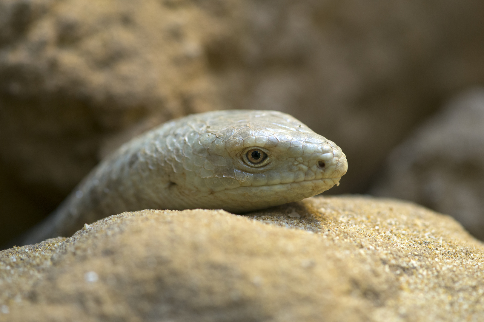 ~ schleichen ~ Foto & Bild | tiere, zoo, wildpark & falknerei ...