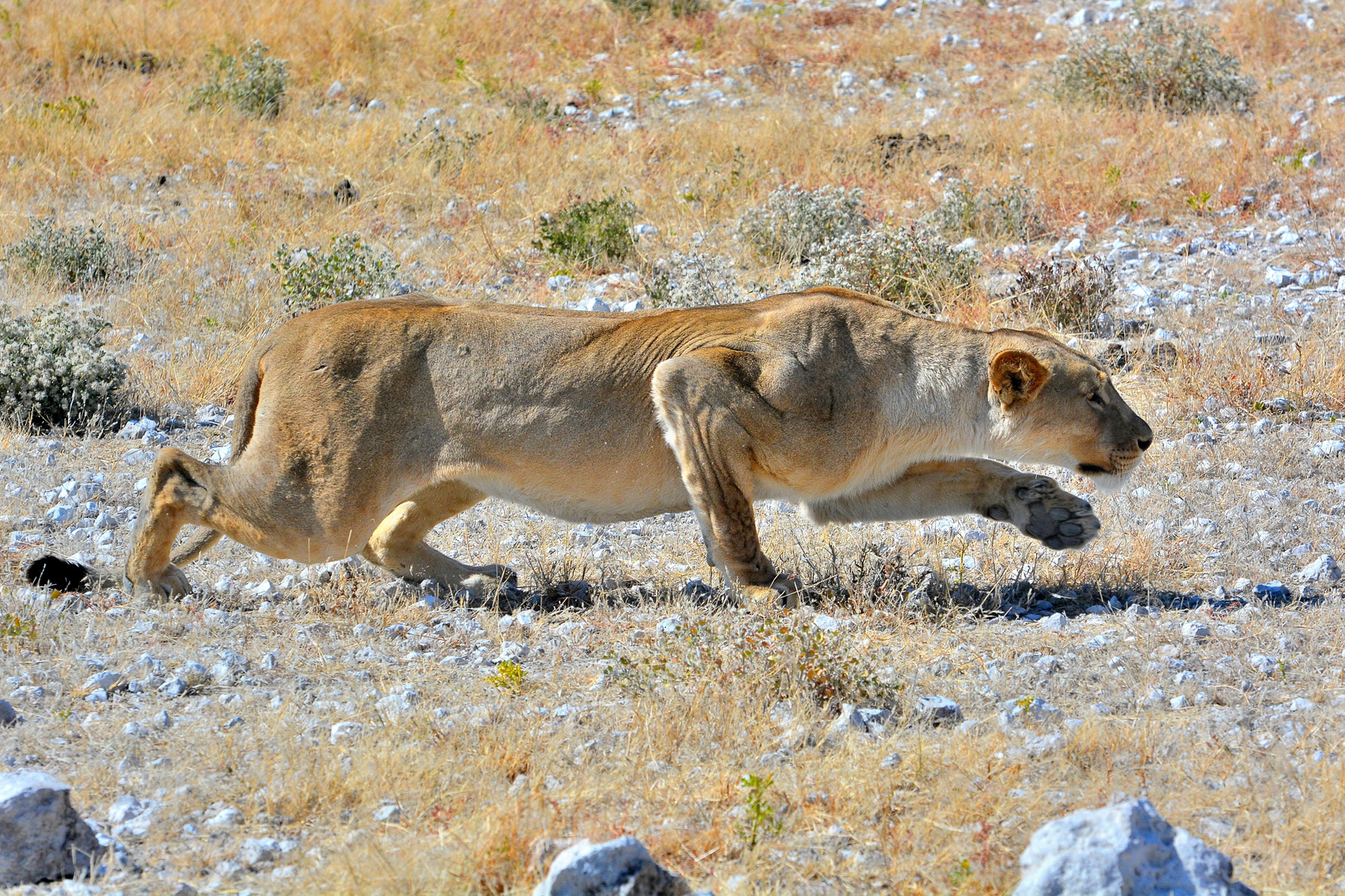 Schleichen in die Richtung der Beute Foto & Bild | sony-fotowettbewerb ...