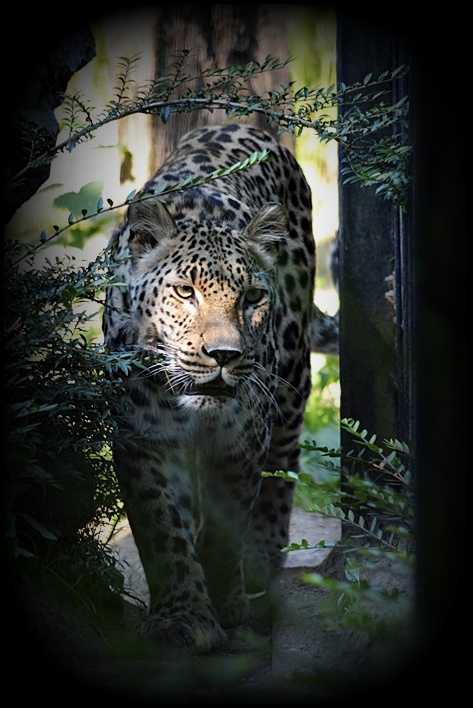 Schleichkatze ?!?! Foto & Bild | tiere, zoo, wildpark & falknerei ...