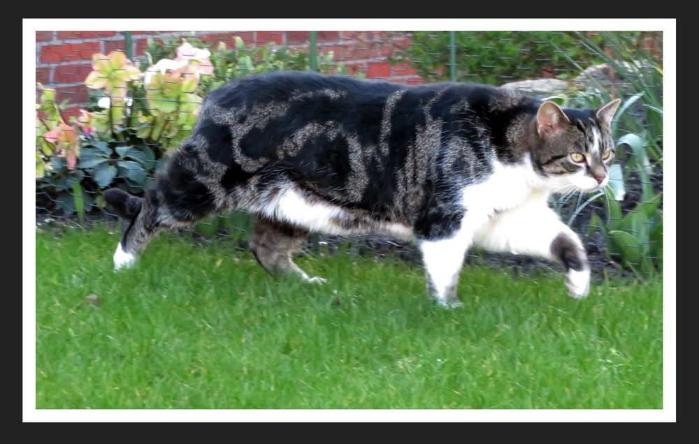 Schleichkatze ... Foto & Bild | dokumentation, outdoor, winter Bilder ...