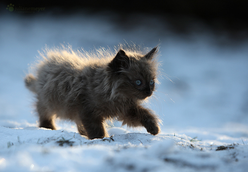 Schleichkatze Foto & Bild | tiere, haustiere, katzen Bilder auf ...