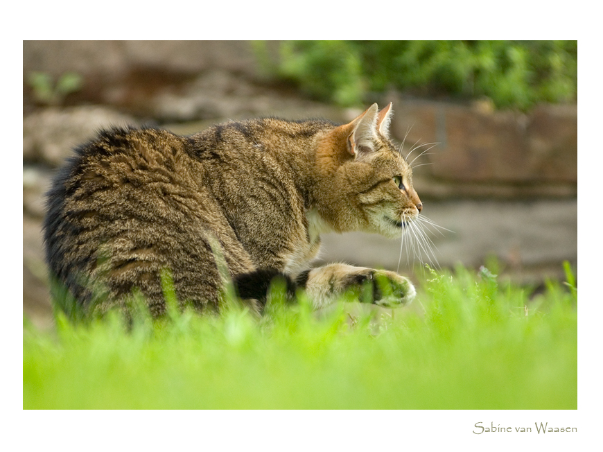 Schleichkatze.... Foto & Bild | tiere, haustiere, katzen Bilder auf ...
