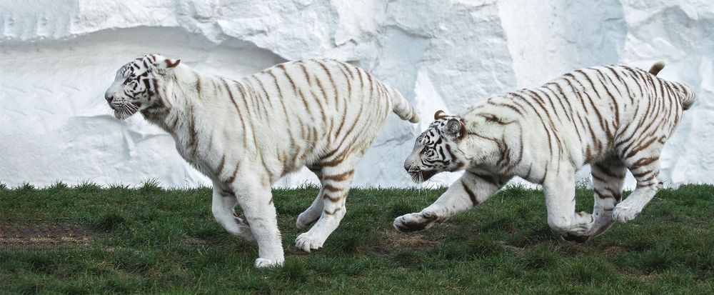 Schleichkatzen Foto & Bild | tiere, zoo, wildpark & falknerei ...