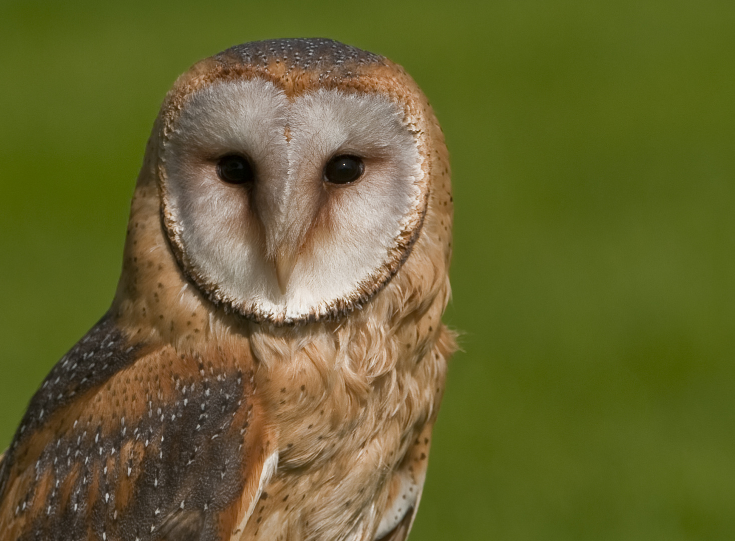Schleiereule Foto & Bild | tiere, natur Bilder auf fotocommunity