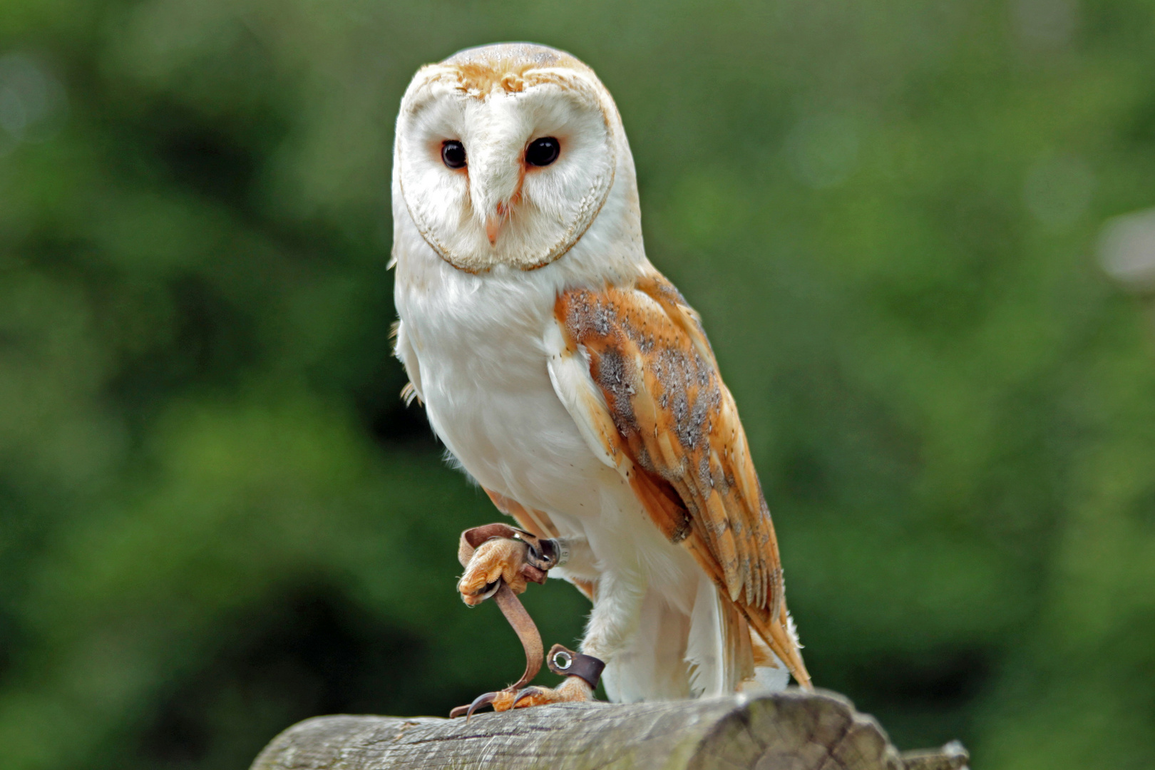 Schleiereule Foto & Bild | tiere, zoo, wildpark & falknerei, vögel Bilder auf fotocommunity