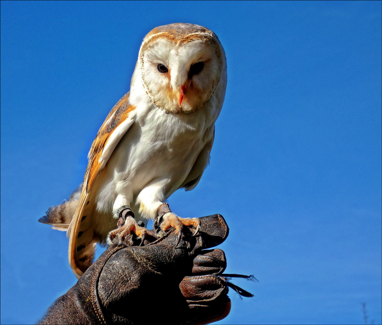 Schleiereule Foto & Bild | natur, tiere, vögel eule schleiereule wildpark neuhaus Bilder auf ...