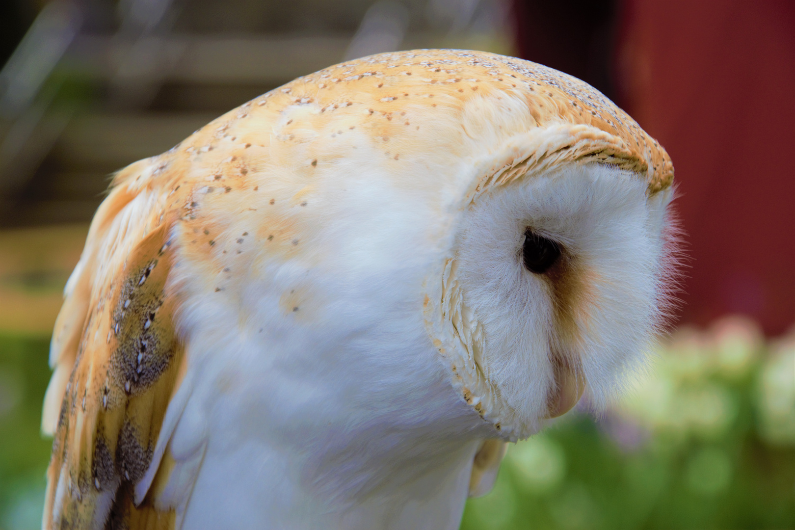 Schleiereule Foto & Bild | natur, tiere, wildlife Bilder auf fotocommunity