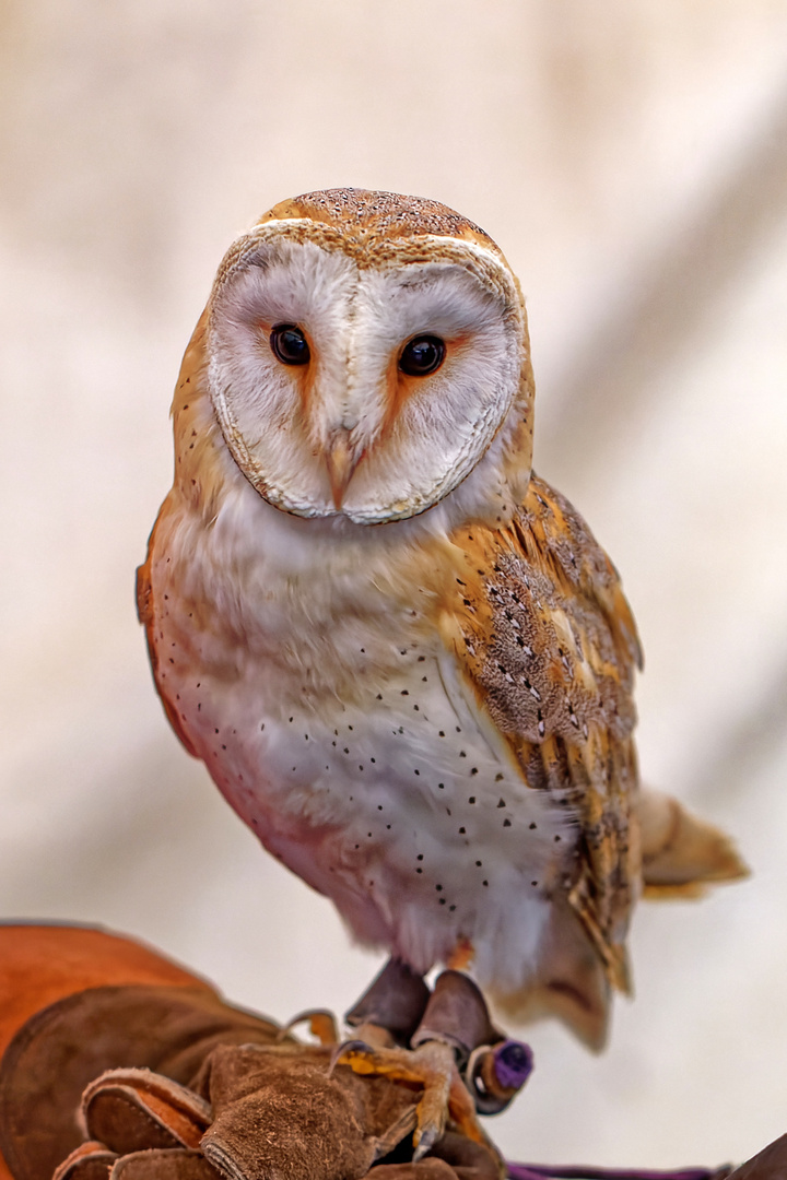 Schleiereule Foto & Bild | greifvögel, natur, tiere Bilder auf fotocommunity