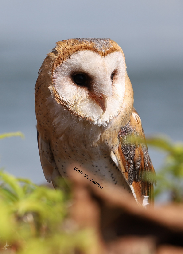 Schleiereule Foto & Bild | fotos, wasser, natur Bilder auf fotocommunity