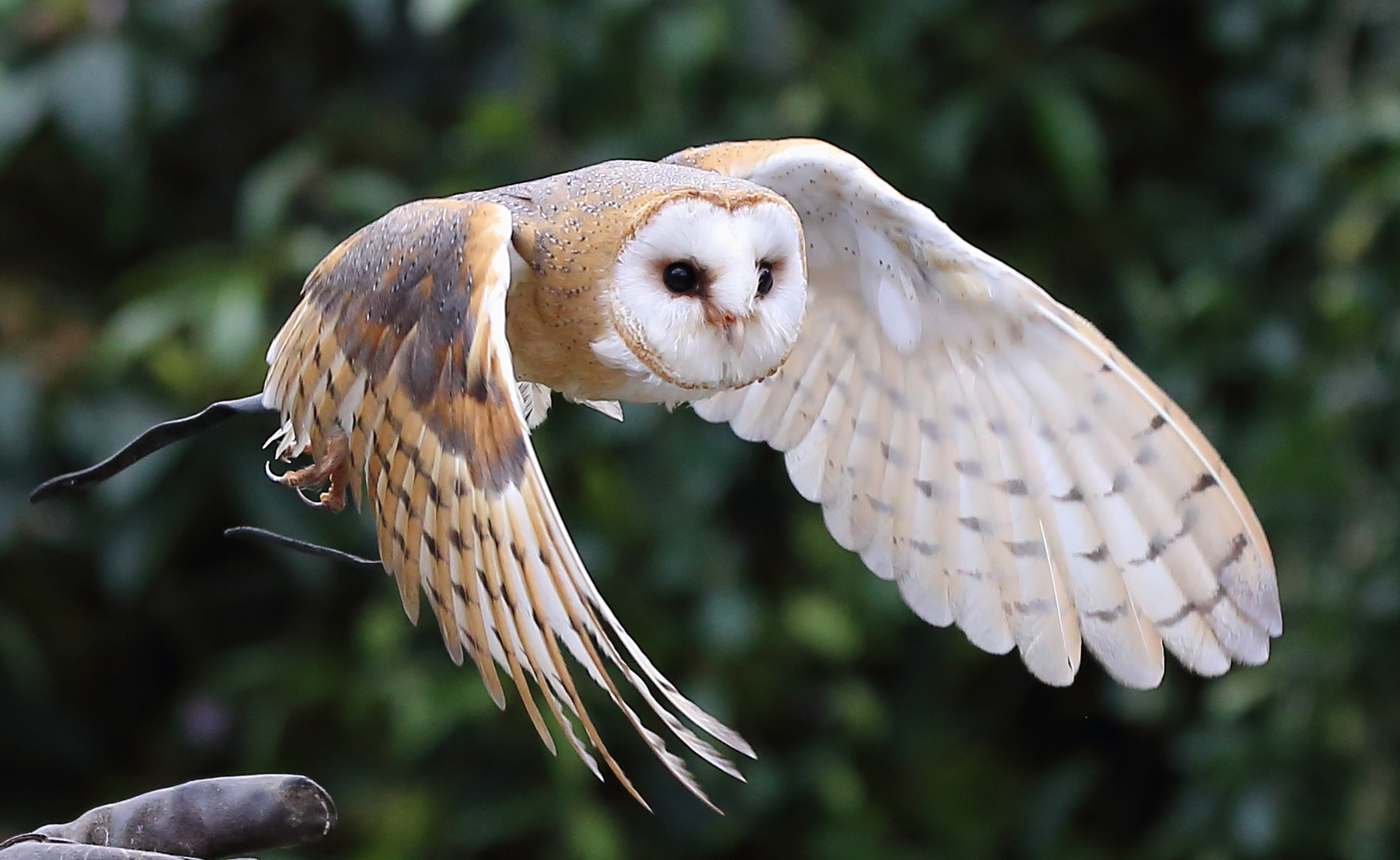 Schleiereule Foto & Bild | Bilder auf fotocommunity