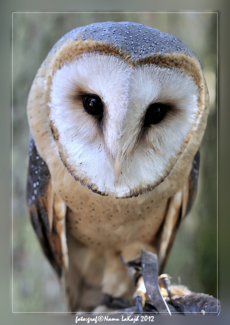 Schleiereule Foto & Bild | tiere, zoo, wildpark & falknerei, vögel Bilder auf fotocommunity