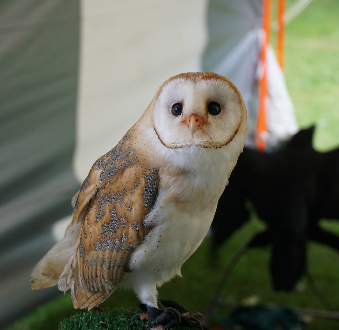 Schleiereule Foto & Bild | natur, vogel, eule Bilder auf fotocommunity