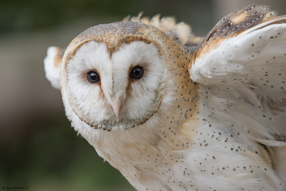 Schleiereule Foto & Bild | tiere, zoo, wildpark & falknerei, vögel Bilder auf fotocommunity
