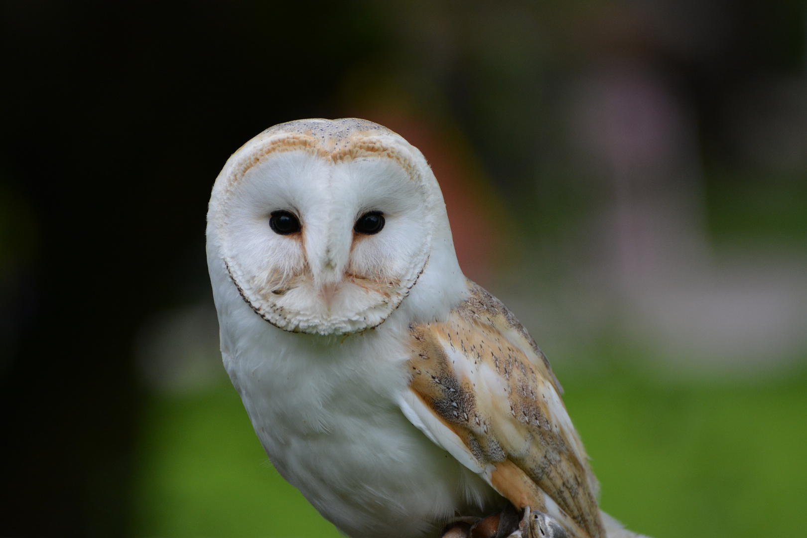 Schleiereule Foto & Bild | tiere, zoo, wildpark & falknerei, vögel Bilder auf fotocommunity