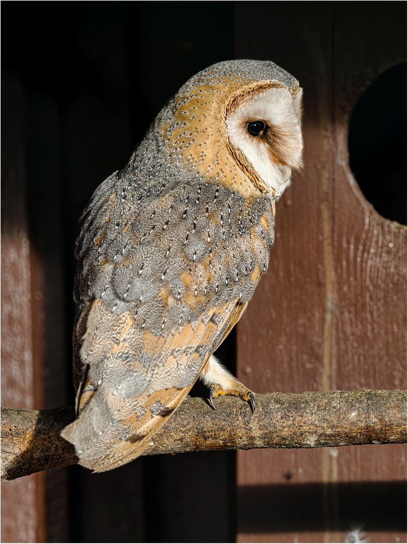 Schleiereule Foto & Bild | nature, natur, portrait Bilder auf fotocommunity