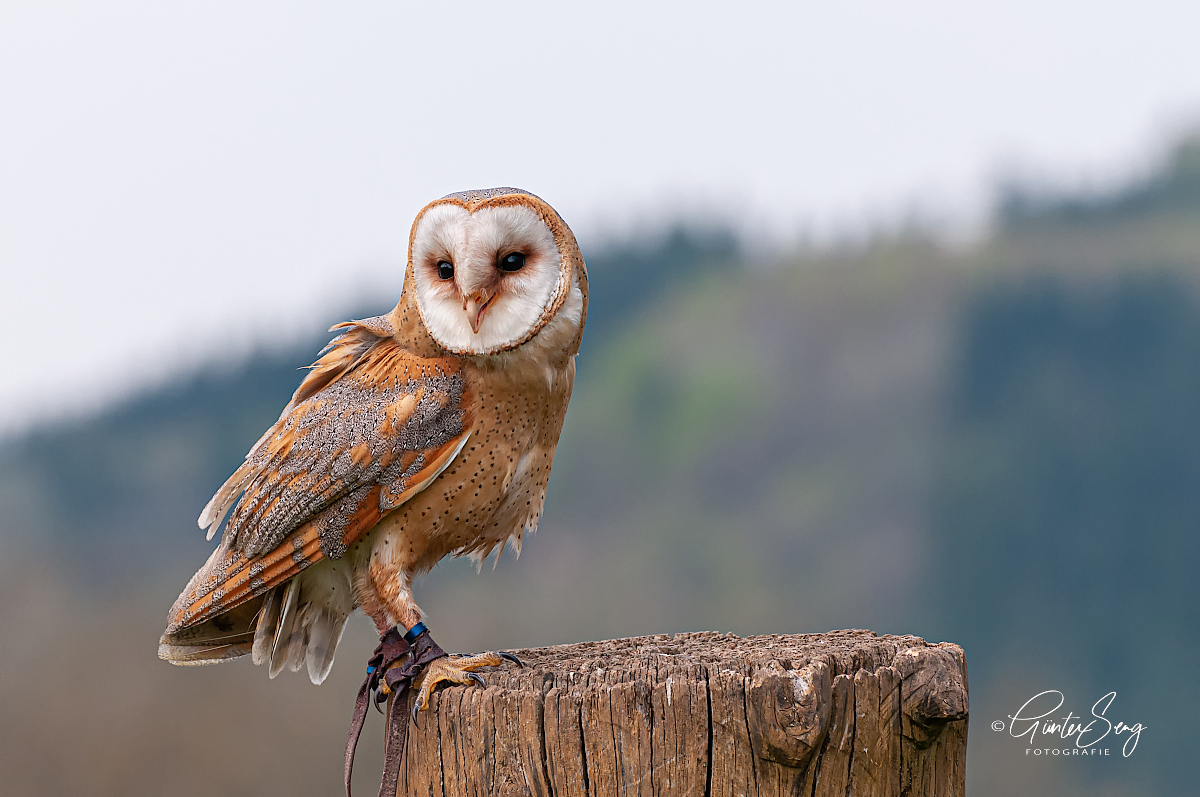Schleiereule Foto & Bild | tiere, natur, vögel Bilder auf fotocommunity