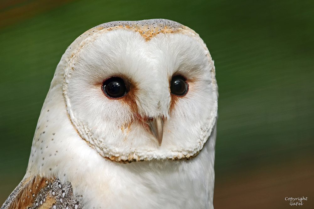 Schleiereule Foto & Bild | natur, eule, zoo Bilder auf fotocommunity