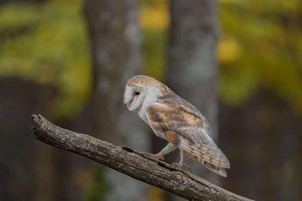 Schleiereule Foto & Bild | tiere, natur, eule Bilder auf fotocommunity