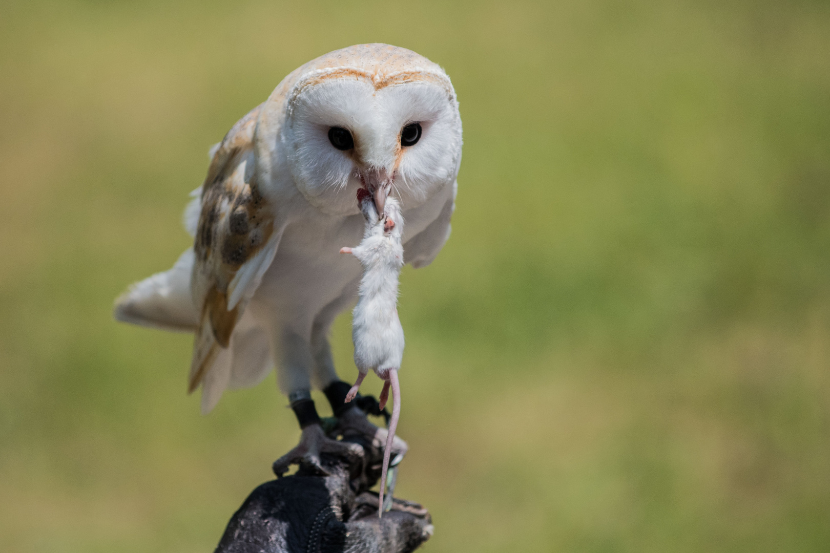Schleiereule beim Mittagessen Foto & Bild | tiere, vögel, natur Bilder auf fotocommunity