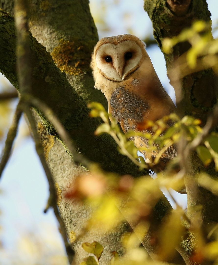 -schleiereule- Foto & Bild | natur, tiere, wildlife Bilder auf fotocommunity