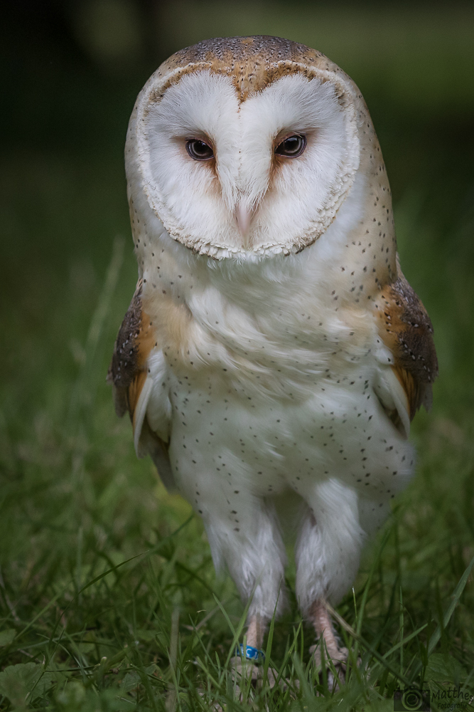 Schleiereule Foto & Bild | natur, tiere, vögel Bilder auf fotocommunity