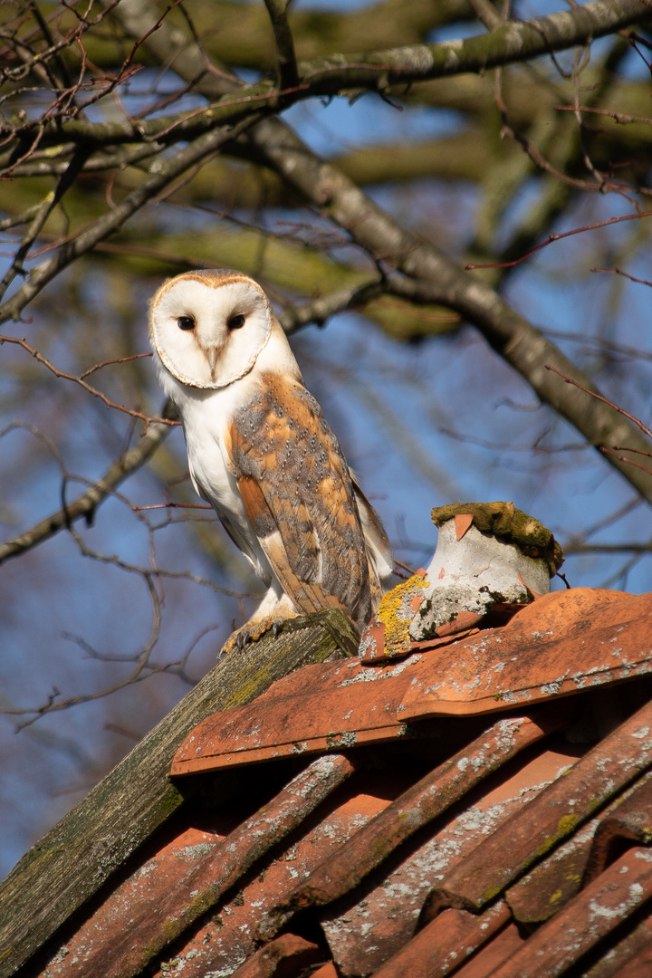 Schleiereule Foto & Bild | natur, eule, tiere Bilder auf fotocommunity