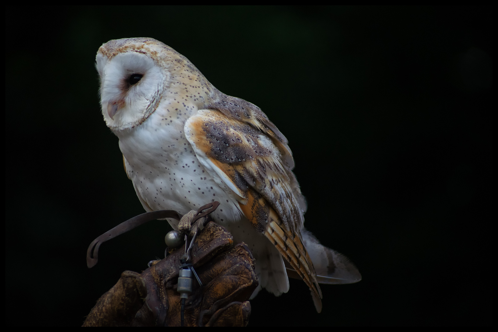 Schleiereule Foto & Bild | natur, vögel, wildlife Bilder auf fotocommunity