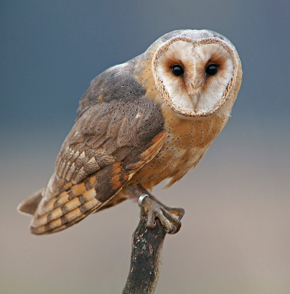 Schleiereule Foto & Bild | tiere, zoo, wildpark & falknerei, vögel Bilder auf fotocommunity