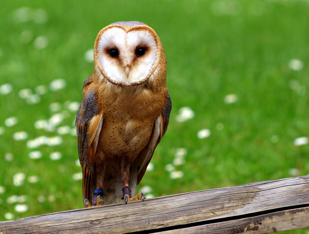 Schleiereule Foto & Bild | tiere, zoo, wildpark & falknerei, vögel Bilder auf fotocommunity
